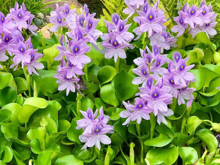 Water Hyacinths - Shell & Root