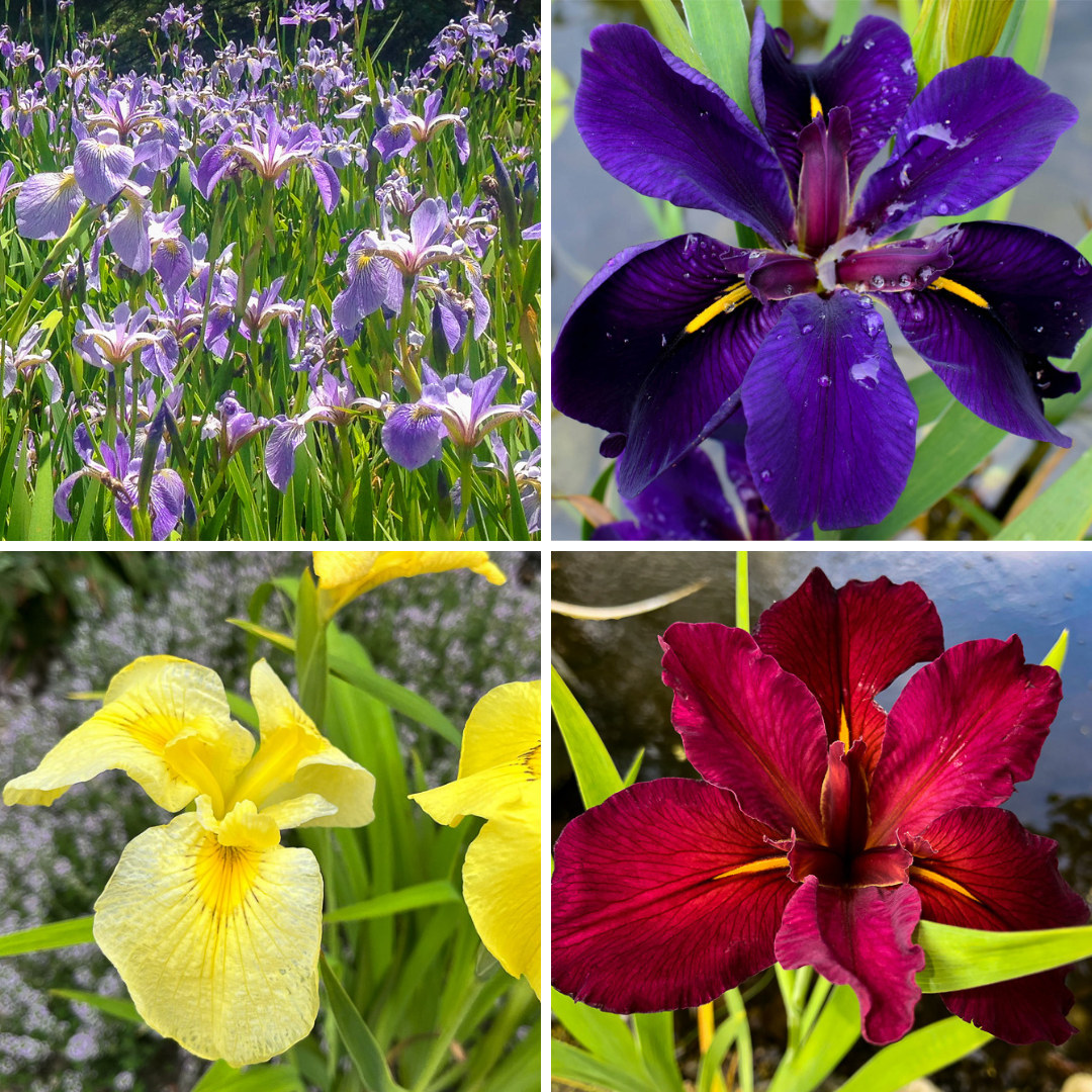 Mixed Iris Bundle - Pick Any 3 Colors - Shell & Root