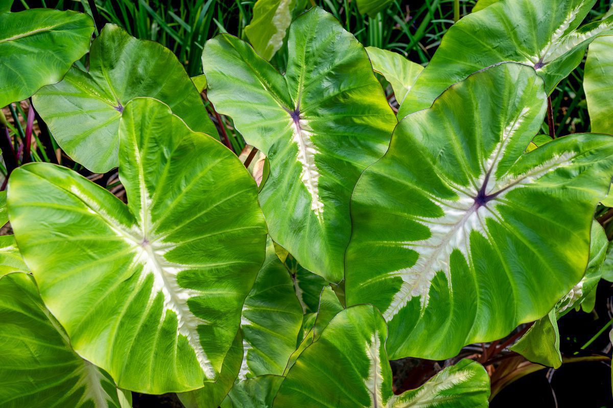 White Lava Taro - Shell & Root